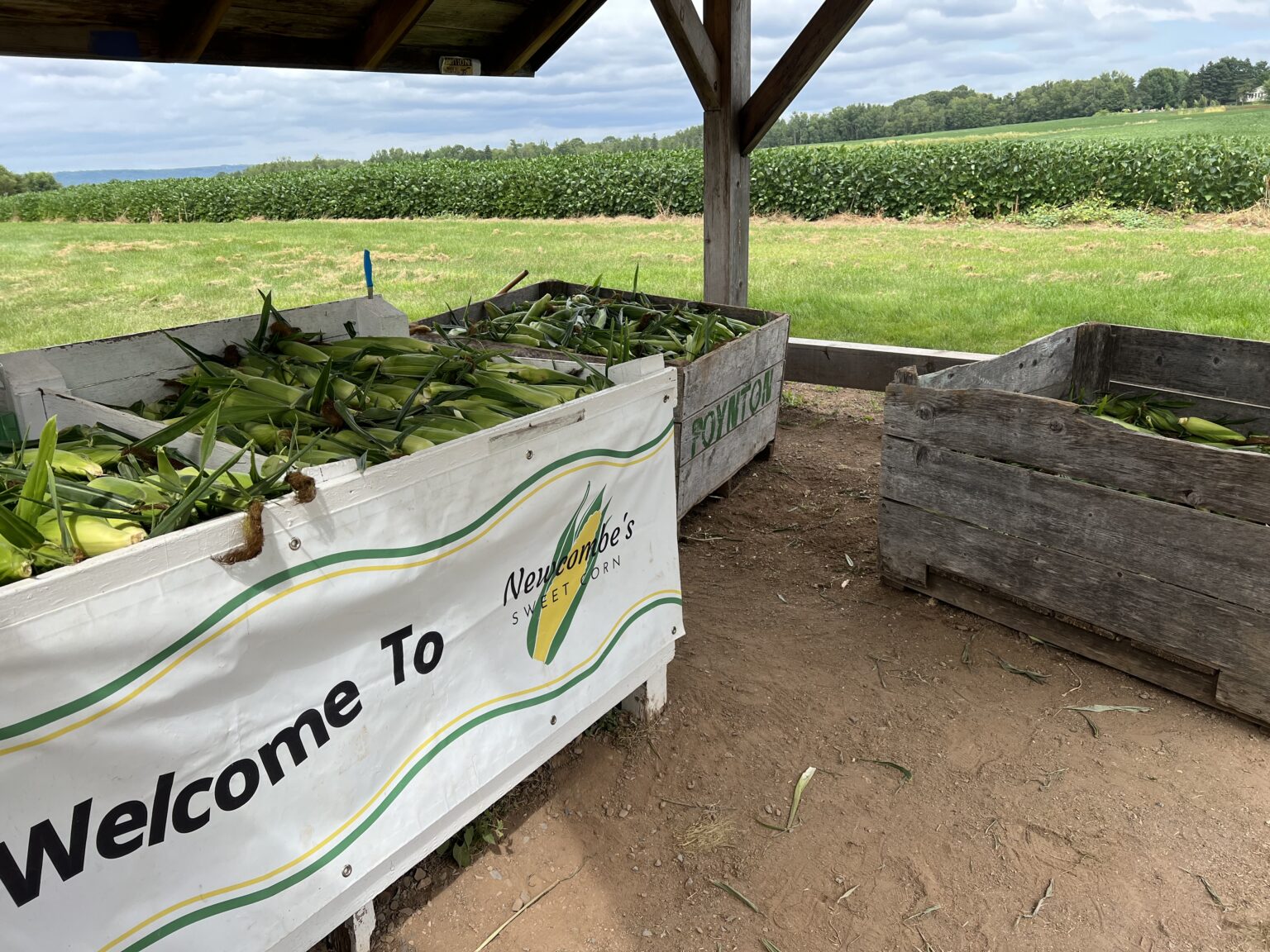 Annapolis Valley Corn